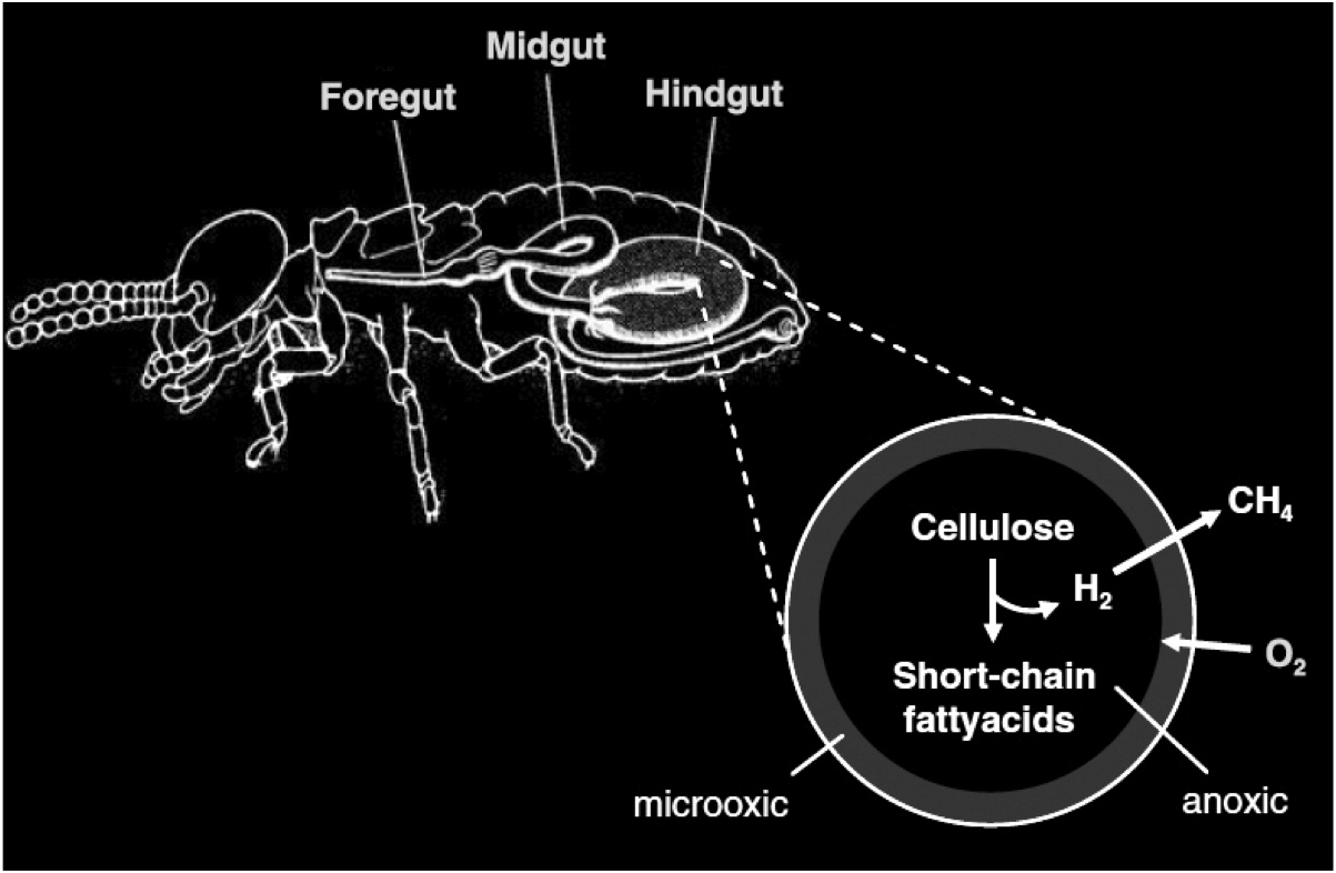 Termite gut microbes | MICROBES AND MORE